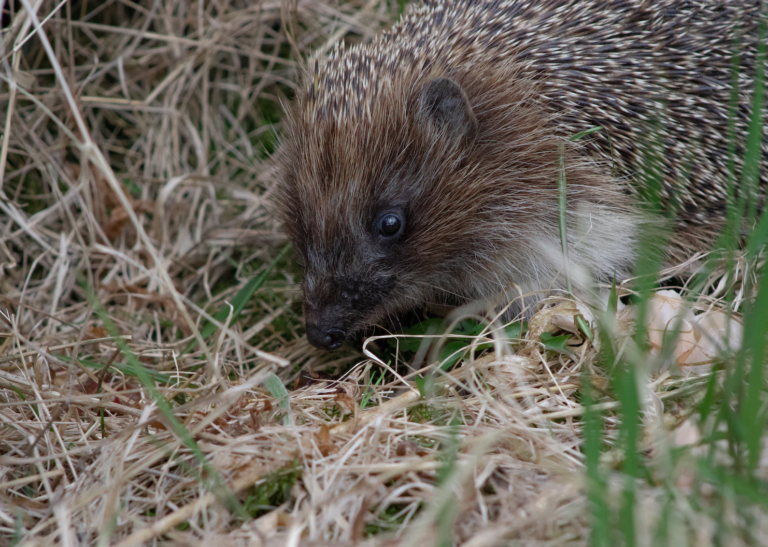 Male hedgehog - The Ultimate Hedgehog Website